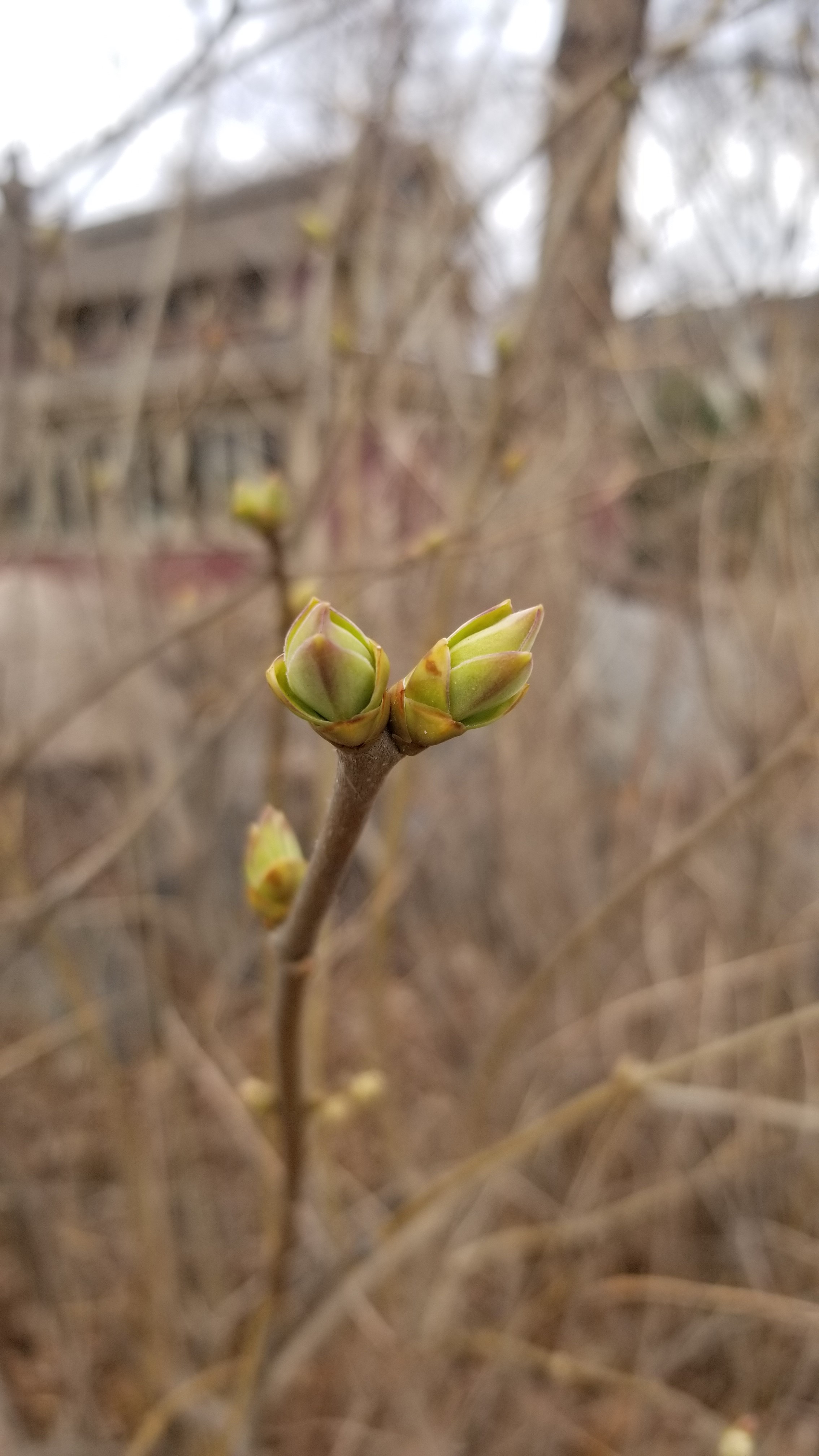 Time for Spring Hiking in Minnesota – Cane Walk