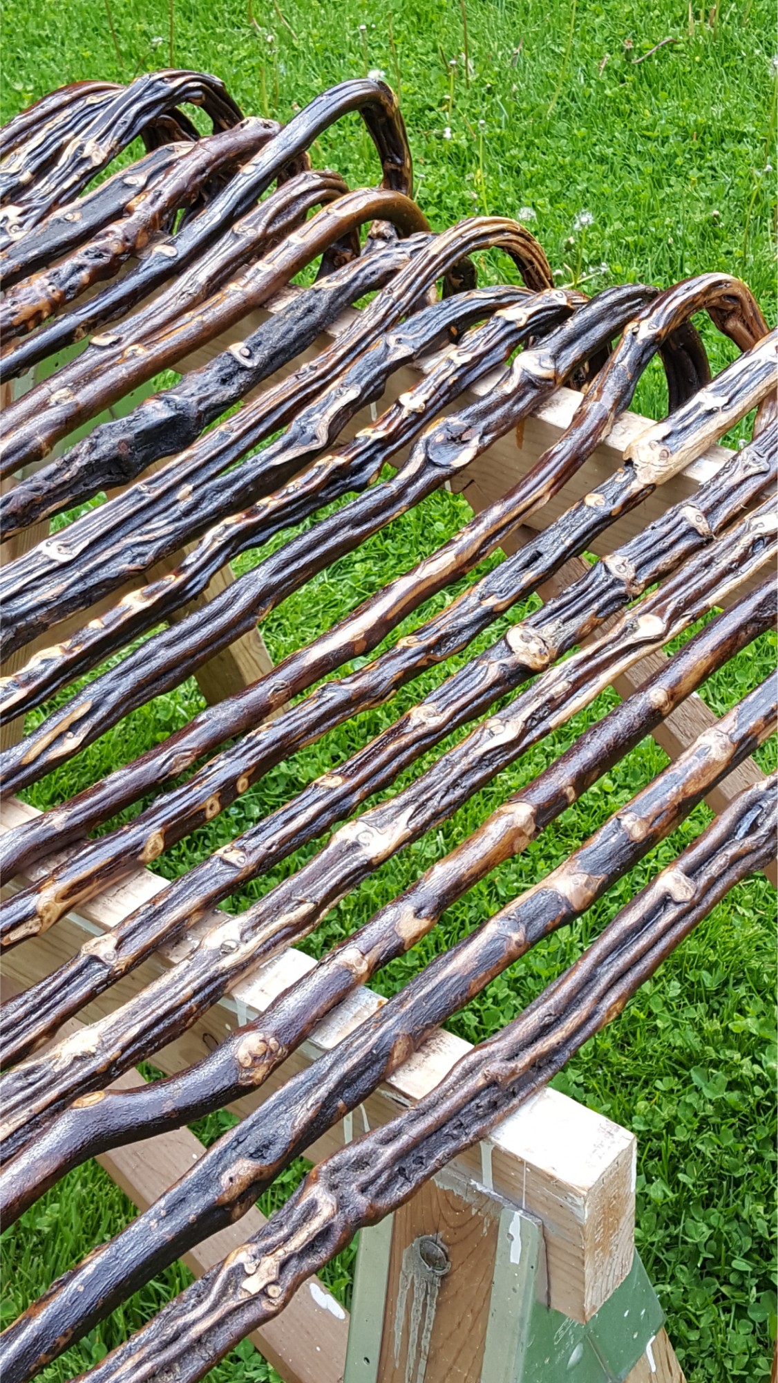 Cane Walk - Hiking and Walking Sticks